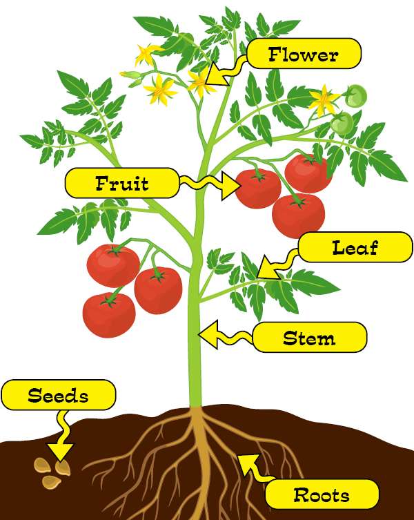 Parts Of A Plant Rompecabezas En L nea
