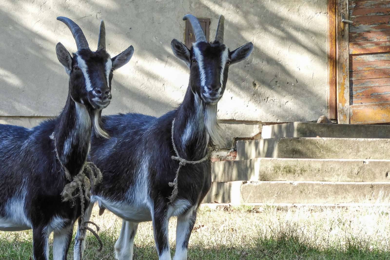 Two goats - online puzzle