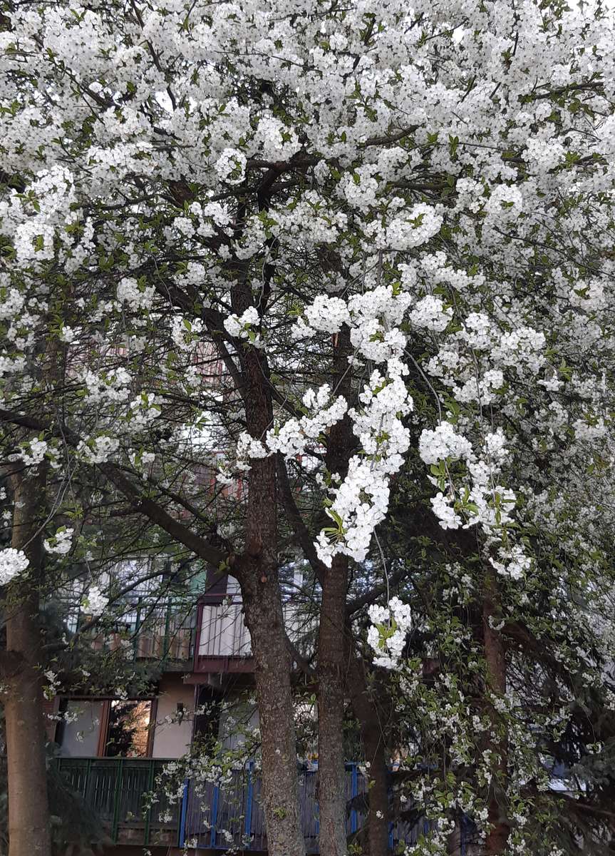 May tree in bloom - online puzzle