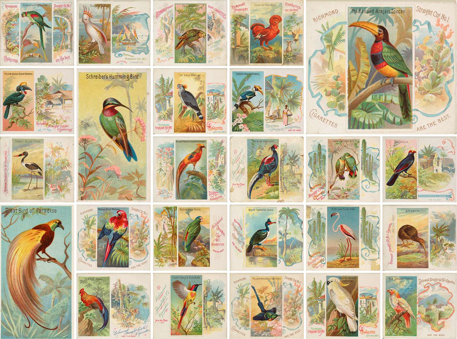 Allen & Ginter -1888- Birds of the Tropics-1 - online puzzle